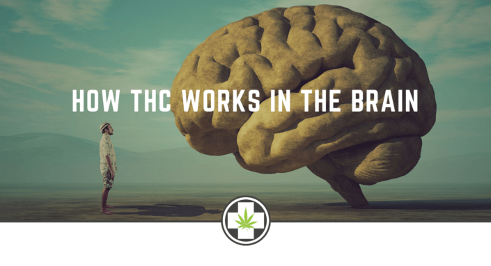 How THC Works in the Brain - Dr. Green Relief Marijuana Doctors