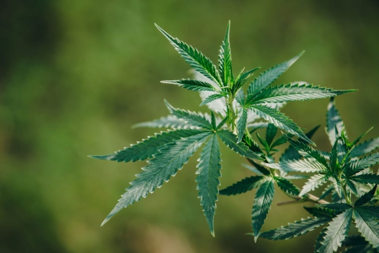 Linalool Terpene: Exploring Linalool Terpene Effects