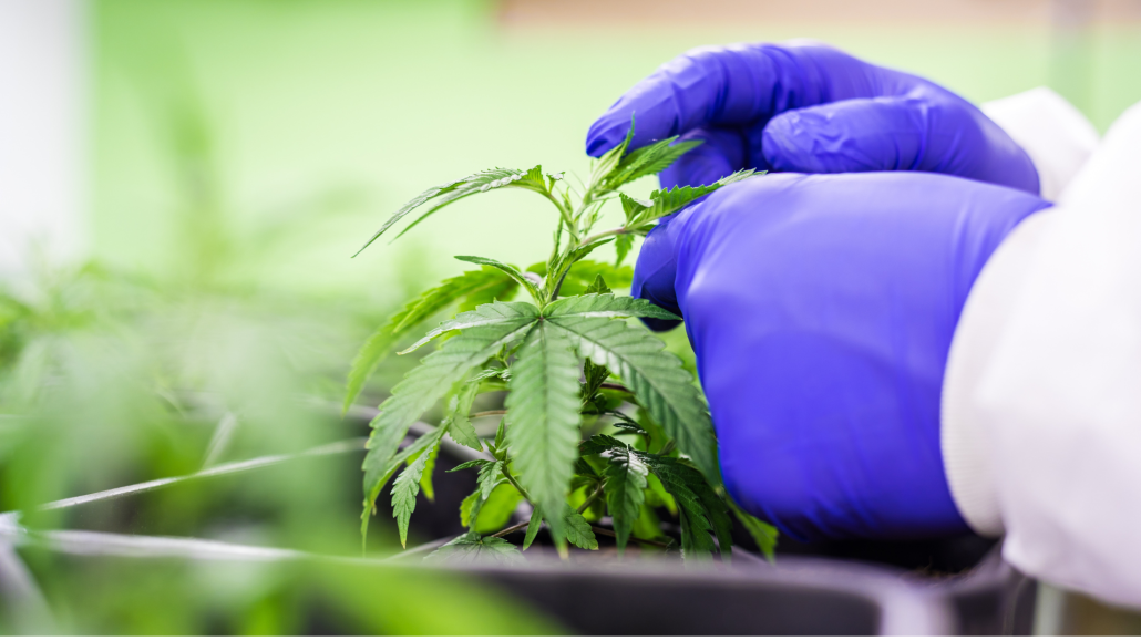 Do Si Dos Strain: Effects, Flavor, and Growing Tips