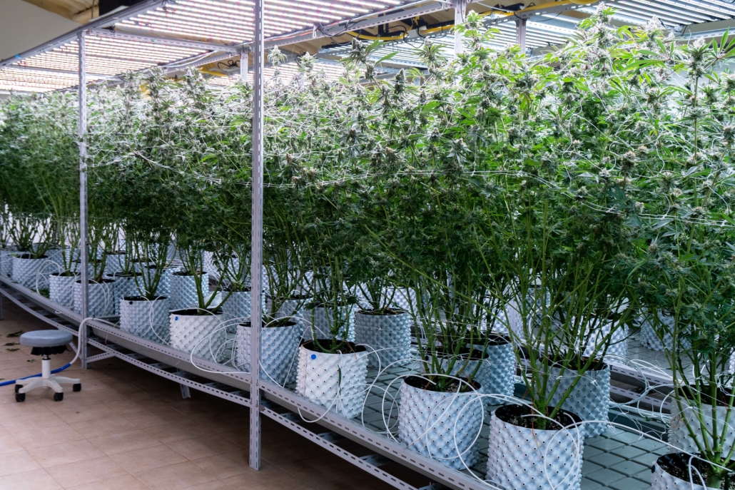 Heat Stress Cannabis Growers in Florida Should Watch For